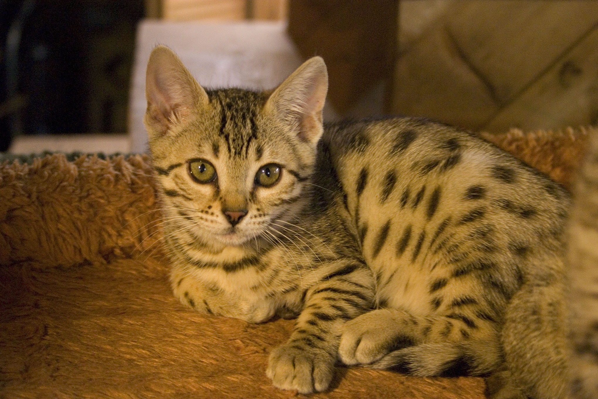 Pyewacket the Bengal