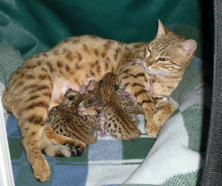 Pyewacket the Bengal