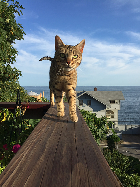 Pyewacket the Bengal
