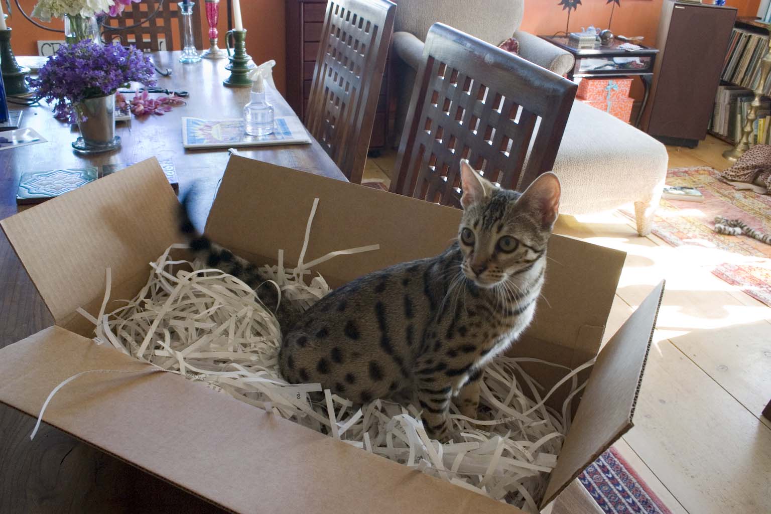 Pyewacket the Bengal