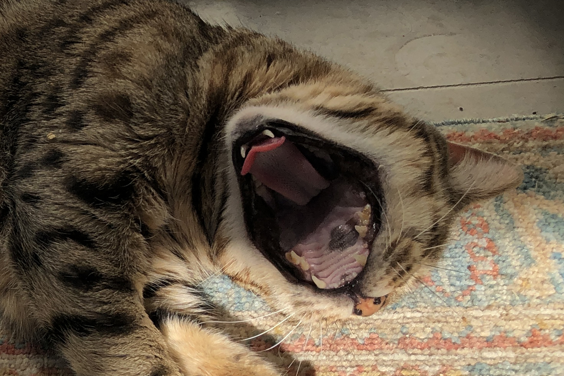 Pyewacket the Bengal