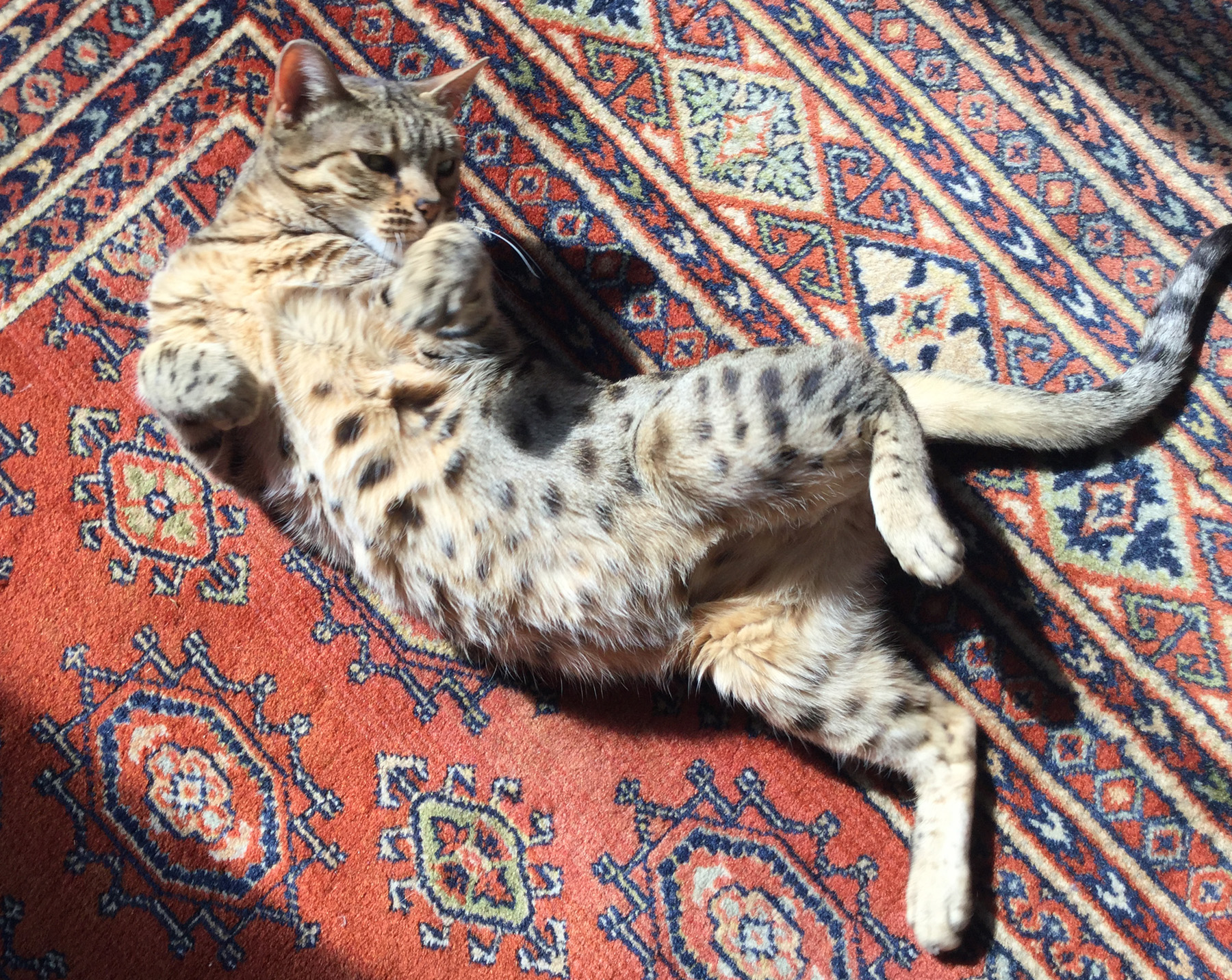 Pyewacket the Bengal